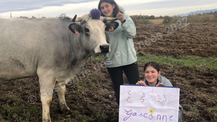 Gasconne des Pyrénées