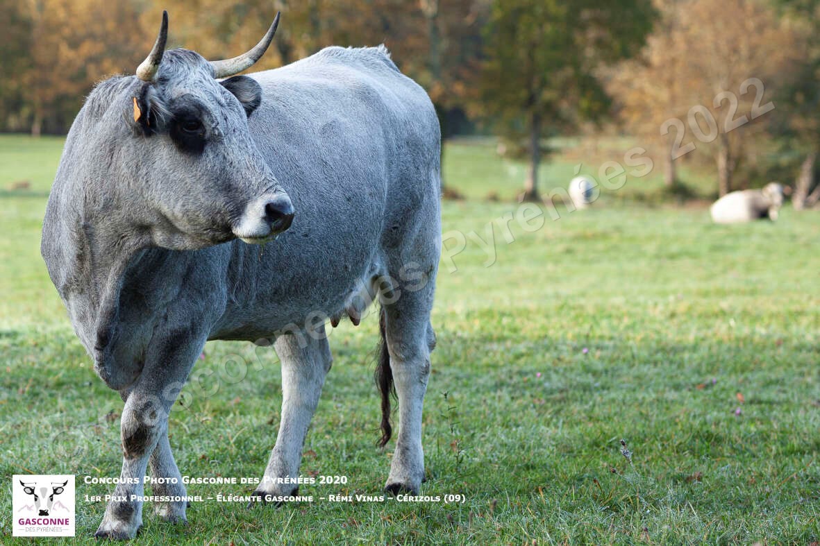 Gasconne des Pyrénées